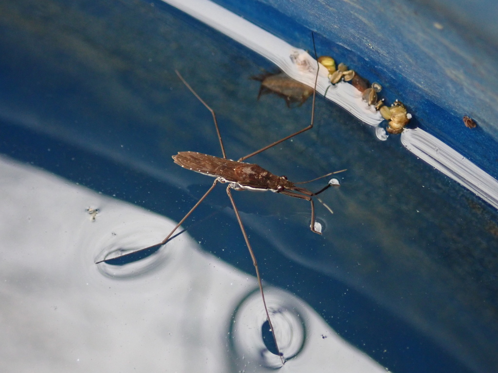 Gerris gracilicornis from 句容市, 镇江市, 江苏省, CN on March 20, 2023 at 01:23 ...