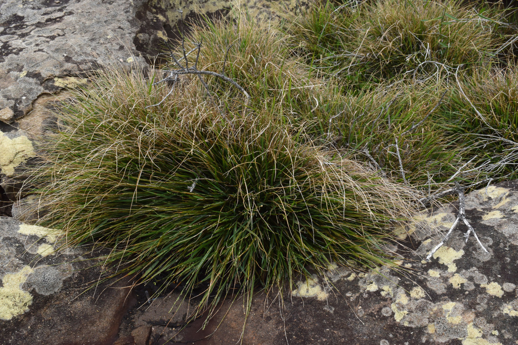 foxtails and bristlegrasses from Sydney NSW, Australia on January 19 ...
