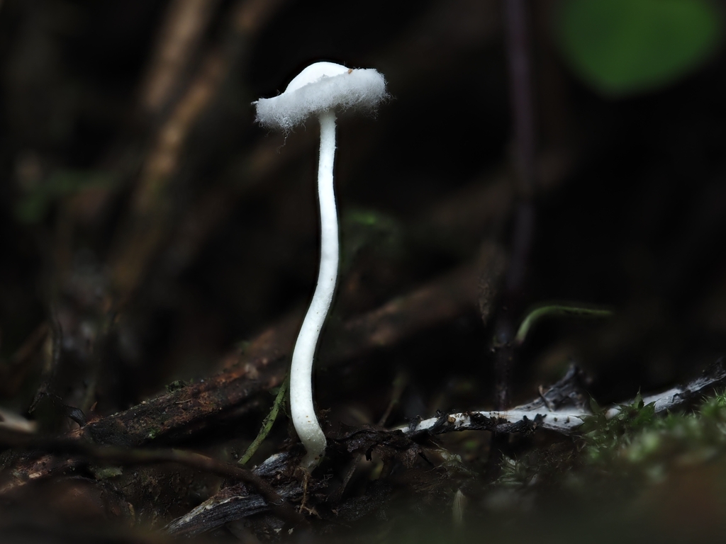 Onygenaceae from Cotundo, Ecuador on March 18, 2023 at 09:06 PM by ...