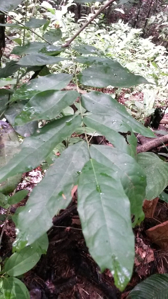 (Brownea coccinea capitella) - Botanical Realm