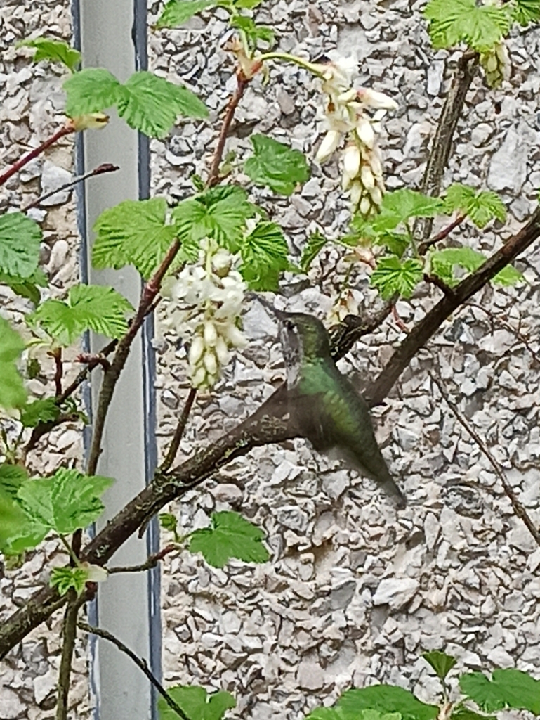 Anna's Hummingbird from Cunningham, Victoria, BC V8P 3E6, Canada on ...