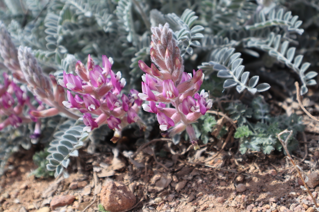Woolly Locoweed from Douglas, AZ 85607, USA on March 17, 2023 at 01:07 ...