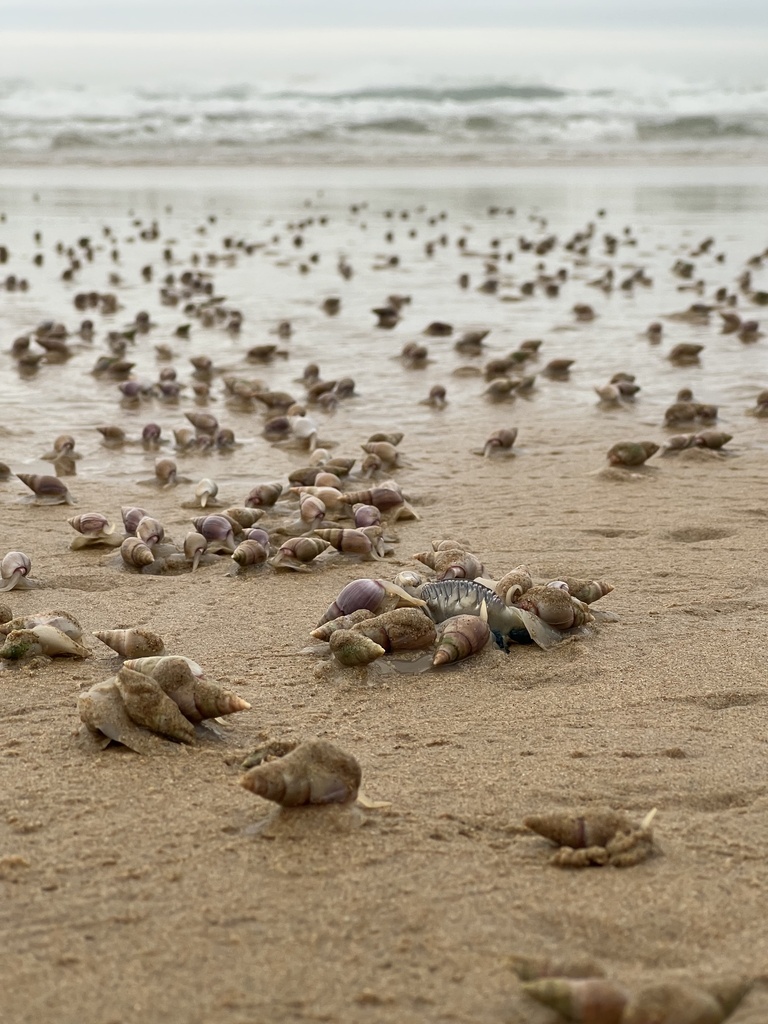smooth plough shell from Buffalo Bay, WC, ZA on March 18, 2023 at 05:54 ...