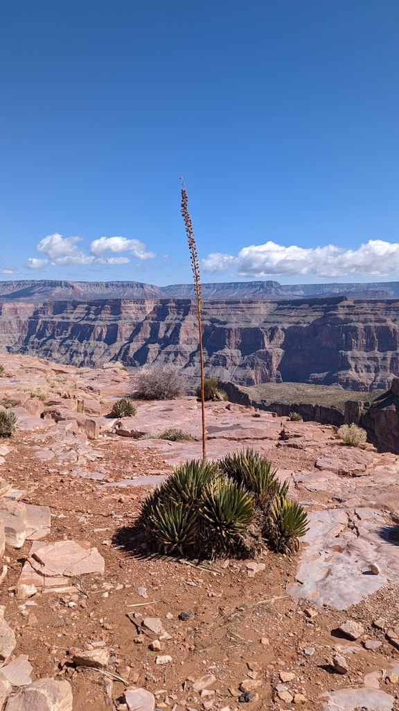 Utah Agave in March 2023 by Armin Langer · iNaturalist