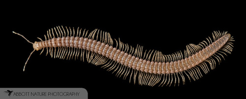 Tetracion antraeum · iNaturalist