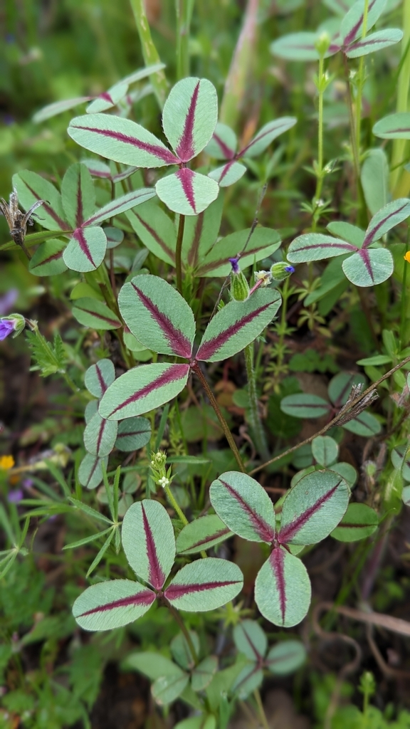 Tree Clover from Westlake Village, CA, USA on March 19, 2023 at 09:25 ...