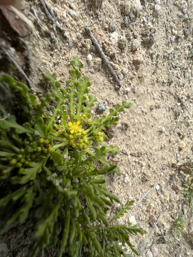 yellow peppercress from CA-14 S, Mojave, CA, US on March 20, 2023 at 02 ...