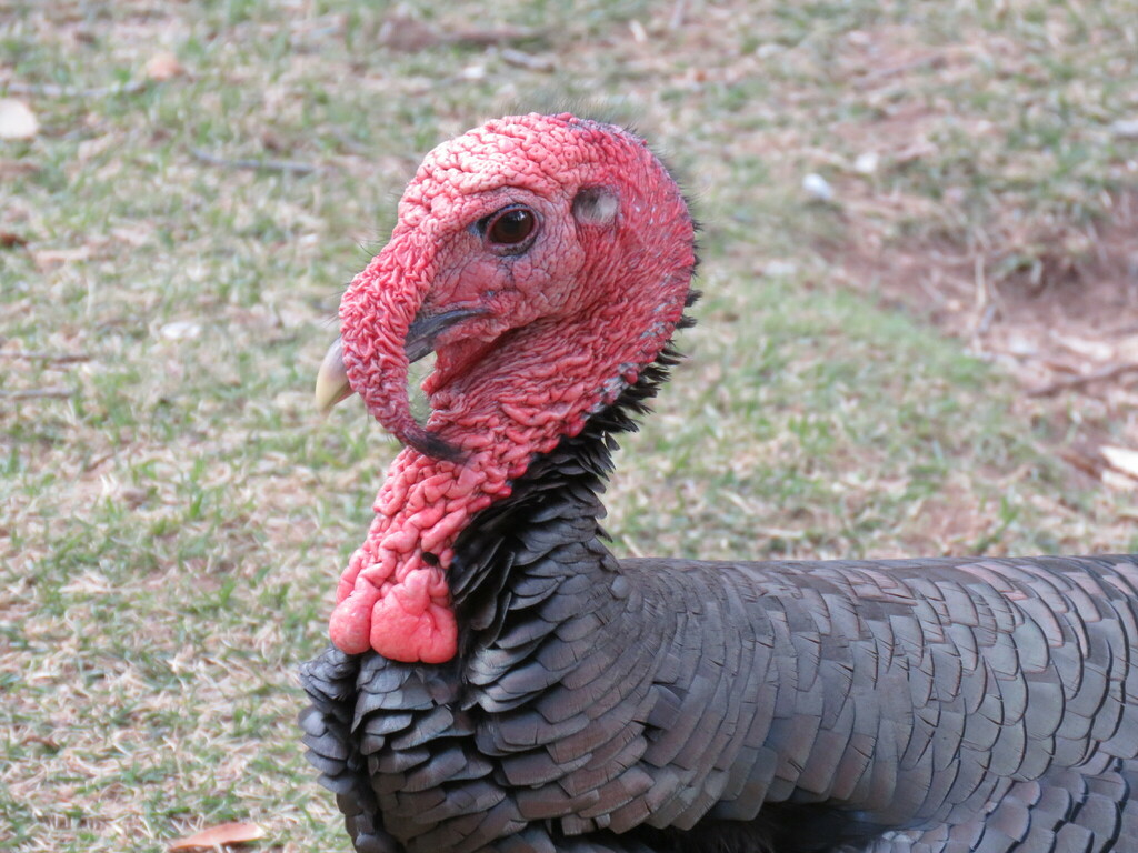 Wild Turkey from Sierra Vista Southeast, AZ, USA on March 20, 2023 at ...