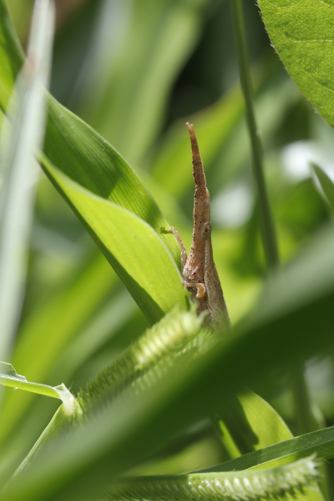 Algete brunneri from Pici, Fortaleza - CE, Brasil on February 5, 2021 ...