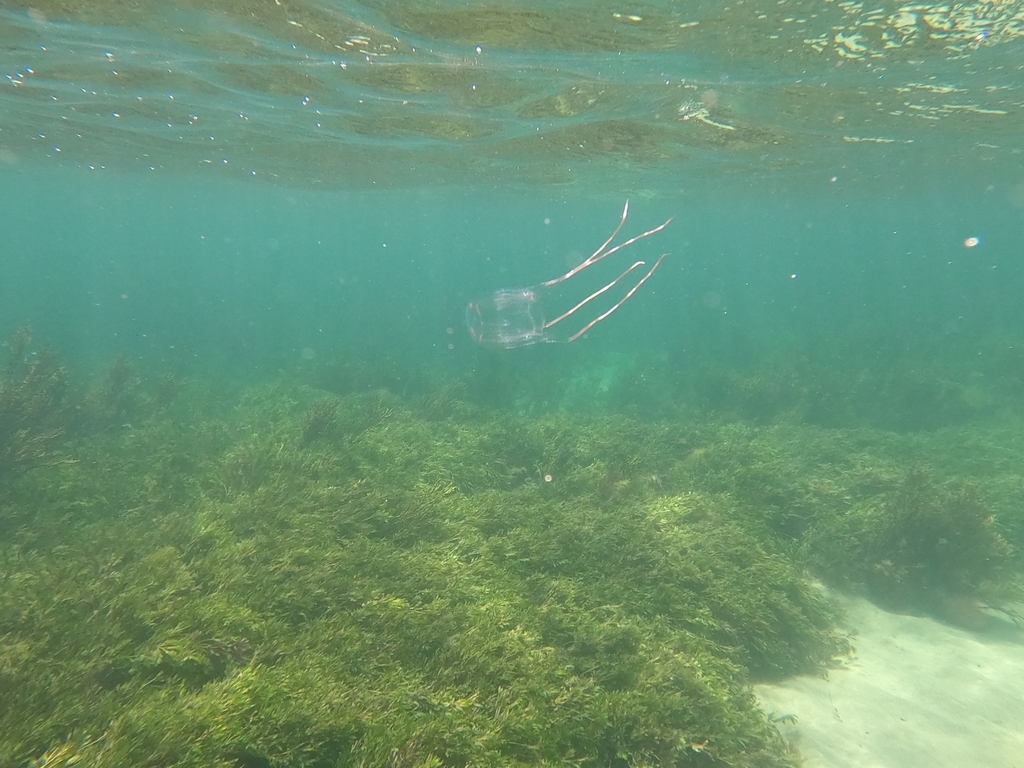 Jimble from Australia on March 19, 2023 at 01:15 PM by Ellen · iNaturalist