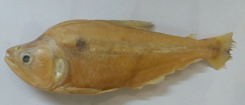 Cynopotamus gouldingi (Peces de Trinidad) · iNaturalist