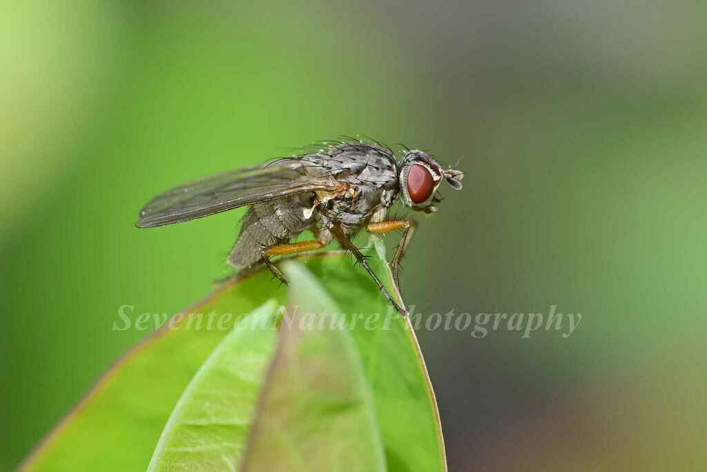 Root-maggot Flies from 中国江苏省南京市江宁区 on March 19, 2023 at 10:26 AM by 石柒 ...