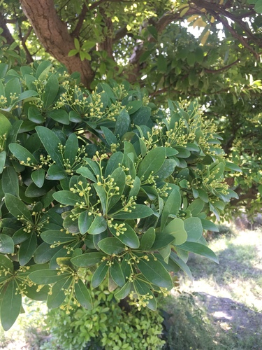 Machilus obovatifolia · iNaturalist
