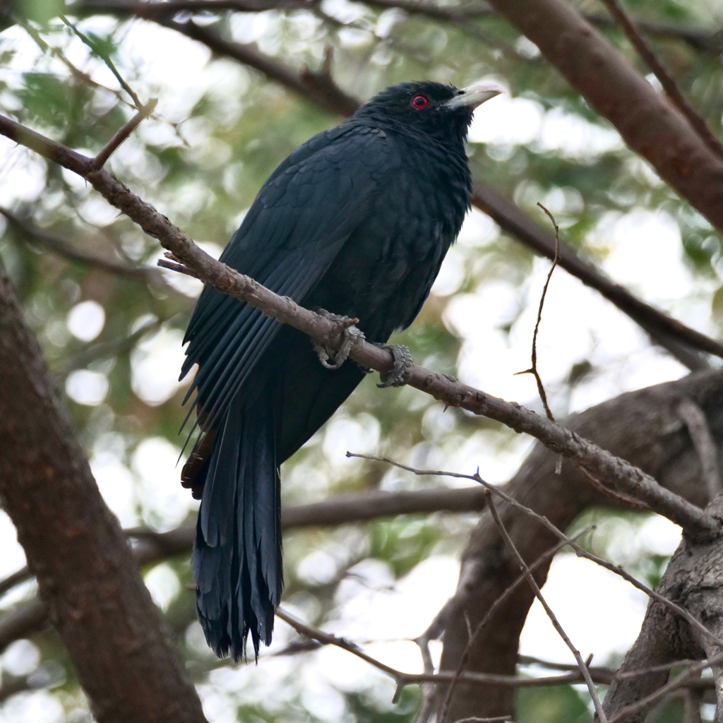 Asian Koel in March 2023 by Vinay · iNaturalist