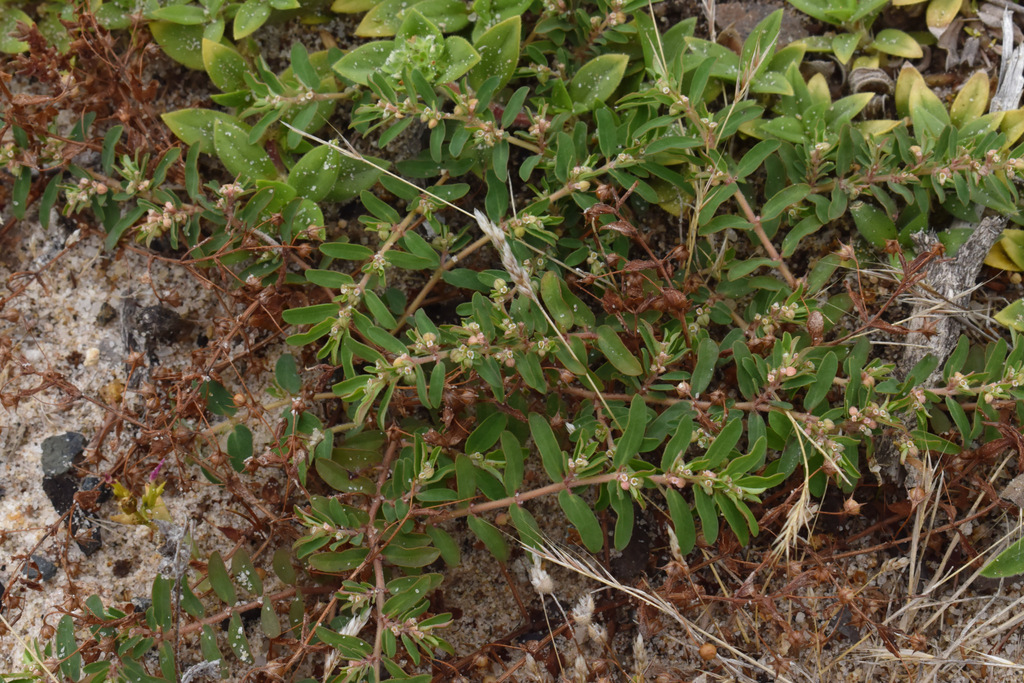 Spotted spurge from Sydney NSW, Australia on January 19, 2023 at 01:24 ...