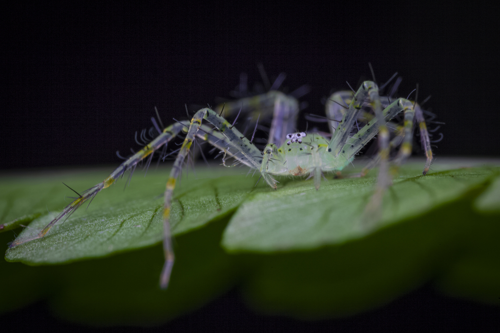Nursery Web Spiders from Provinz Puntarenas, Costa Rica on February 17 ...
