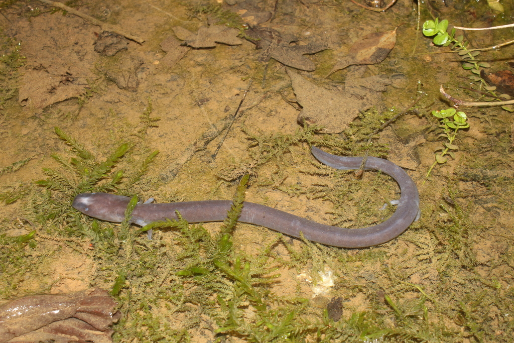 Black Olm in March 2023 by Karim Chouchane. Found in a river · iNaturalist