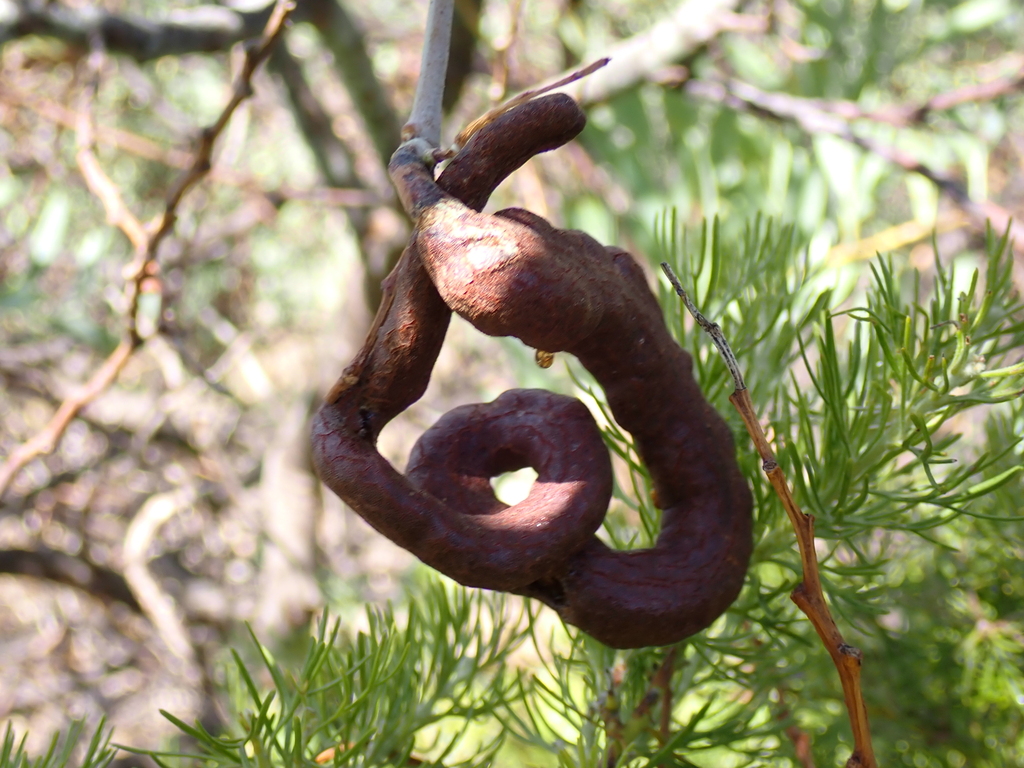 wattle gall rusts from Perth WA, Australia on March 20, 2023 at 02:34 ...