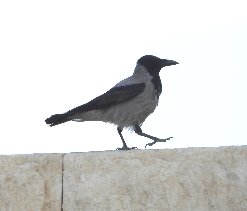 Hooded Crow from Al Giza Desert, Giza Governorate, Egypt on March 9 ...