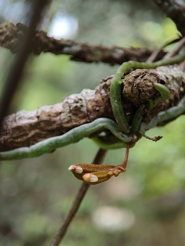 Taeniophyllum coxii · iNaturalist