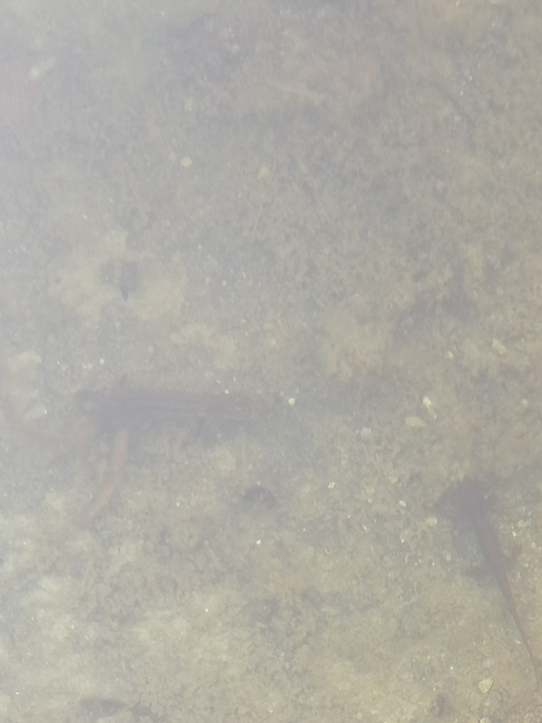 Southern Smooth Newt in March 2023 by Mattia Ceccarelli · iNaturalist