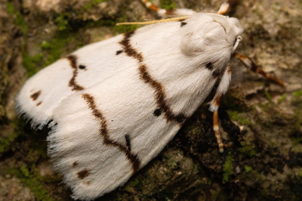 Cyana from Luba Crater Scientific Reserve, Bioko Sur, GQ on February 27 ...