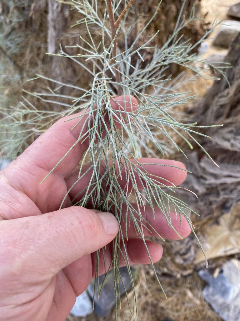 vascular plants from CA-178, Shoshone, CA, US on March 20, 2023 at 11: ...