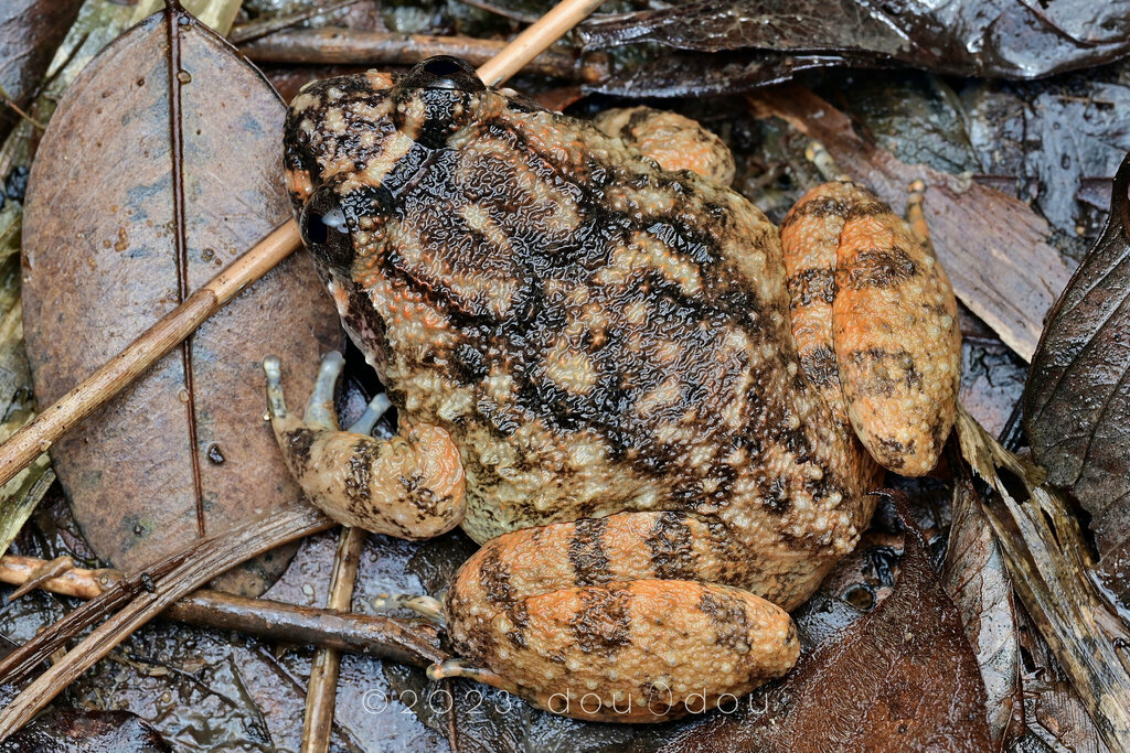 Fragile wart frog in January 2023 by Fan Gao · iNaturalist