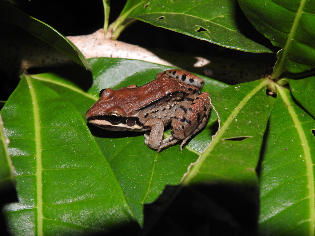 Mustached Frog from Lagoa Formosa - MG, 38720-000, Brasil on March 8 ...