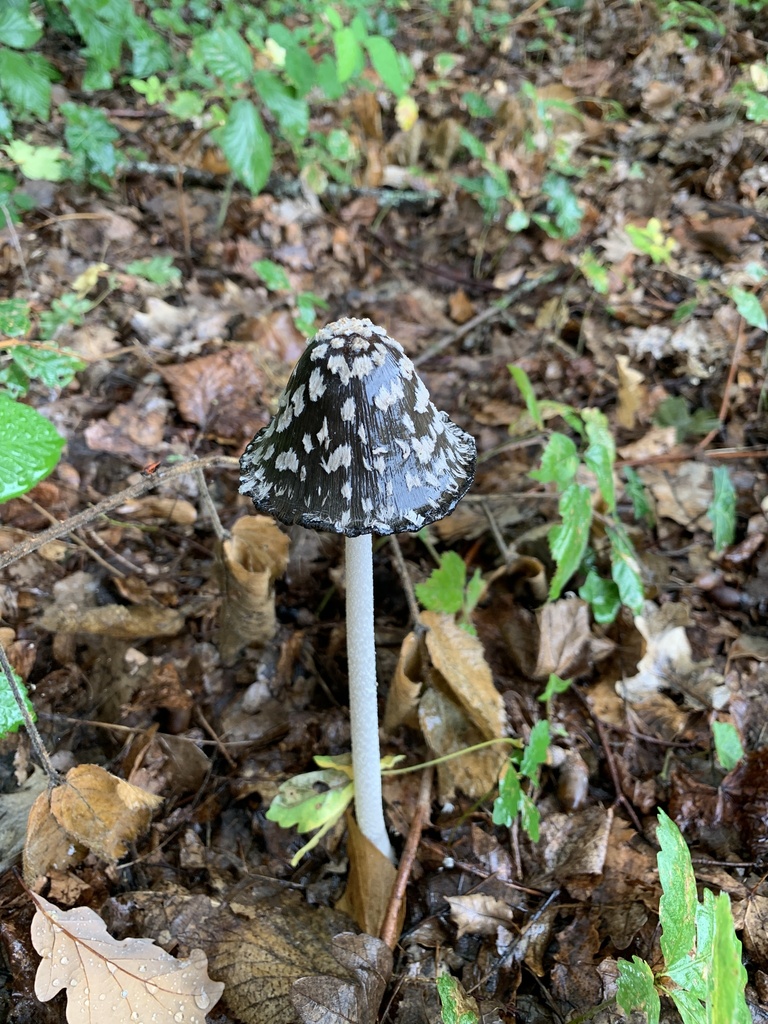 Magpie Inkcap from Aigle, CH-VD, CH on October 08, 2022 at 03:43 PM by ...