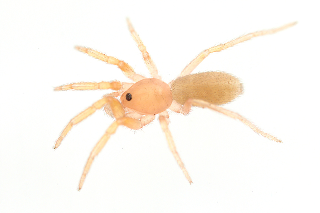 Orthonops from Yucca Valley, CA 92284, USA on March 19, 2023 at 02:35 ...