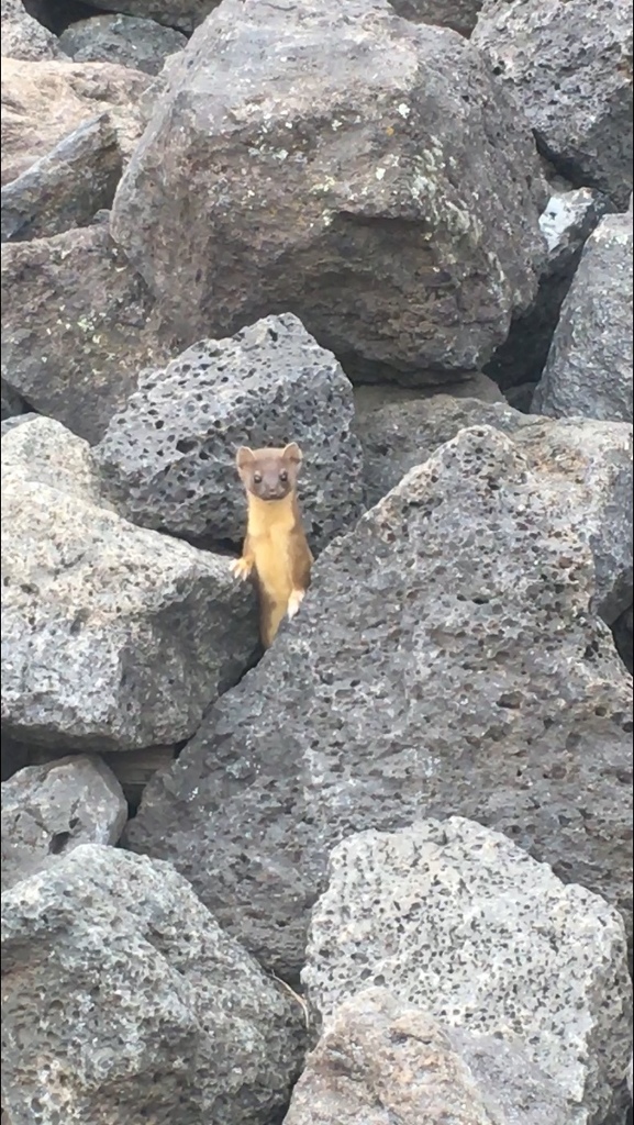 Long-tailed Weasel from Coconino National Forest, Flagstaff, AZ, US on ...
