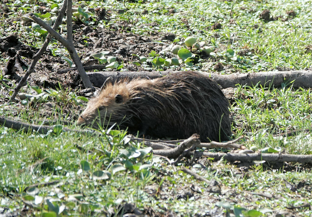Coypu from Naivasha, Kenya on February 19, 2023 at 09:49 AM by lecomte ...