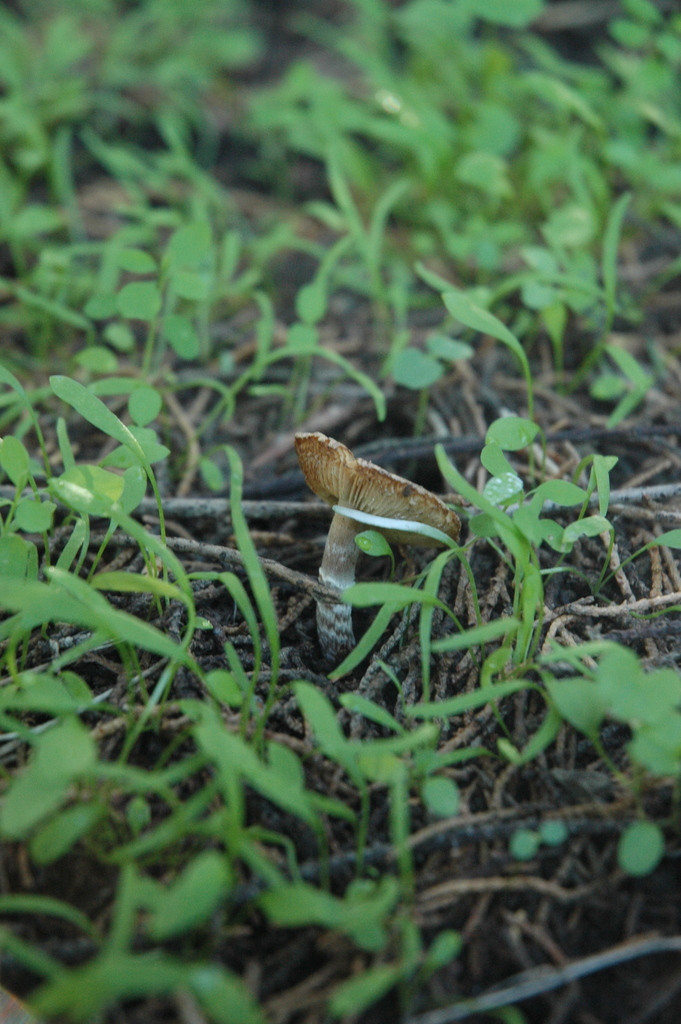 Bolbitius aleuriatus from Tai Tapu, New Zealand on March 18, 2023 at 12 ...