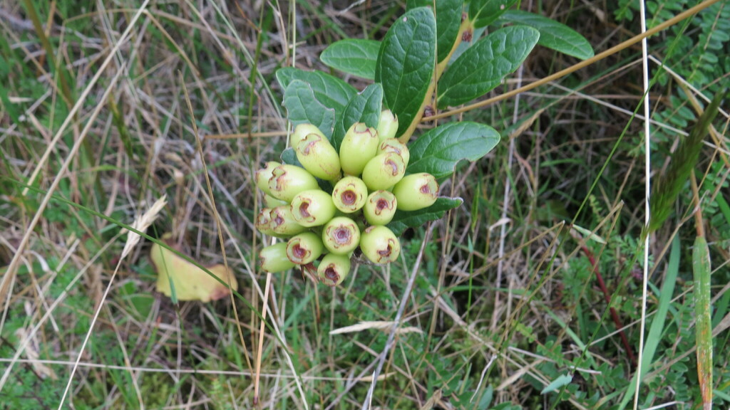 Macleania rupestris from Quijos, Ecuador on March 17, 2023 at 02:43 PM ...