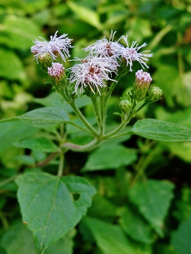 limpia tuna (Tamaulipa azurea) · iNaturalist Mexico