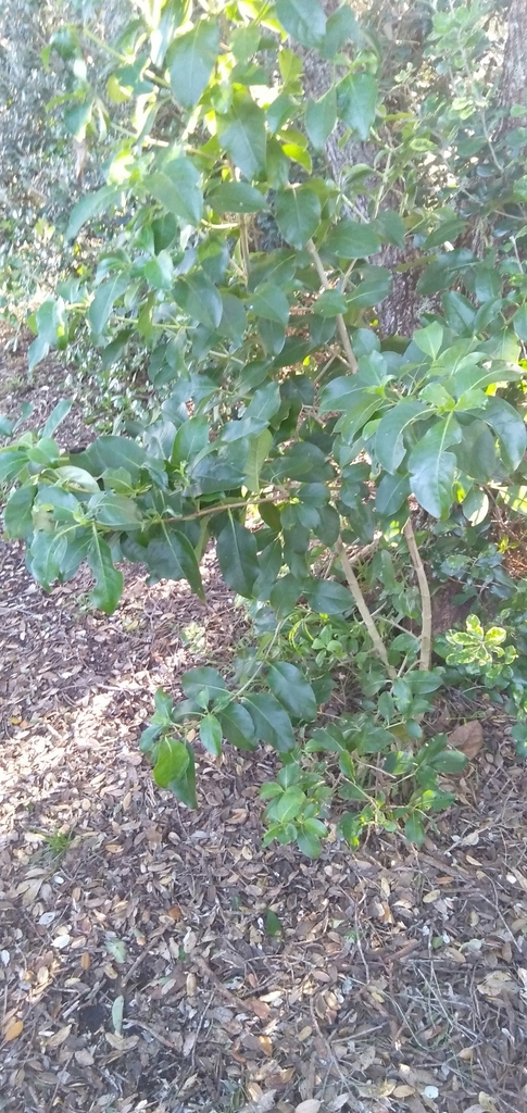 Karamu from Rodney, NZ-AU, NZ on March 20, 2023 at 09:23 AM by Ayaan ...