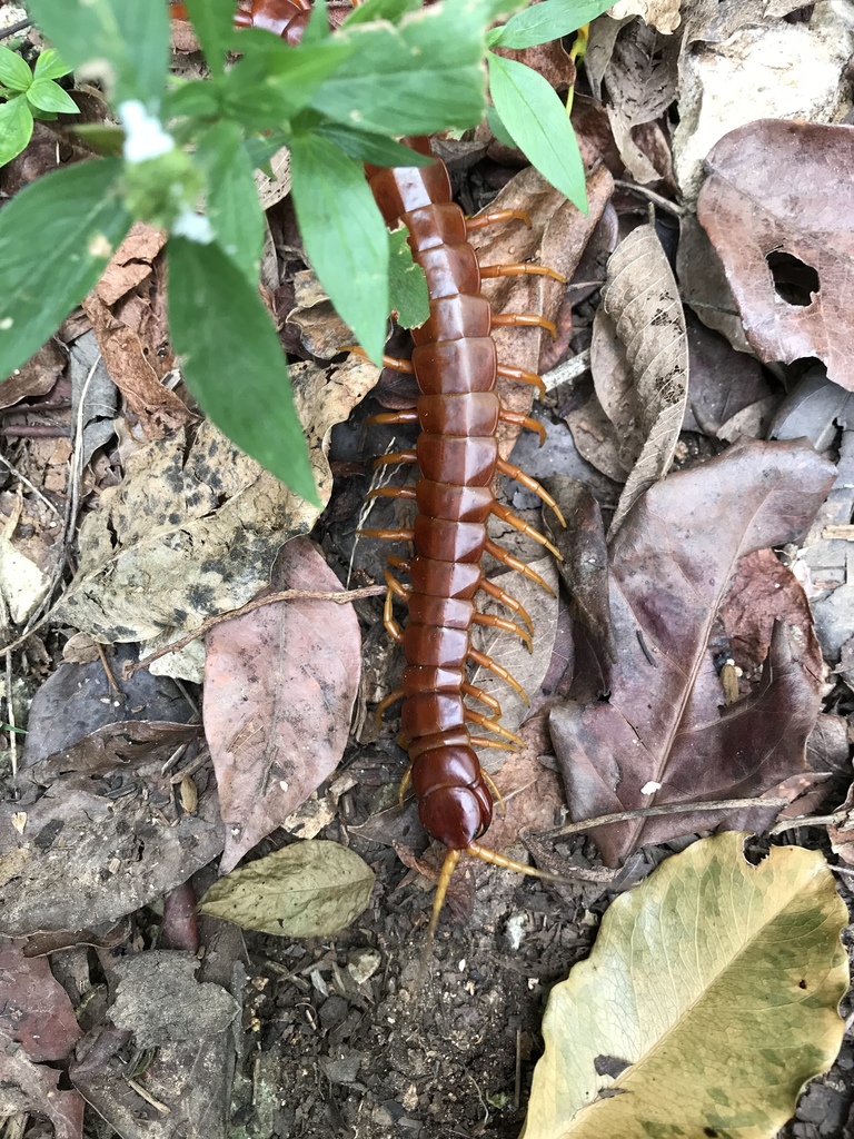 Caribbean Giant Centipede from La Cienaga, La Cienaga, Barahona, DO on ...