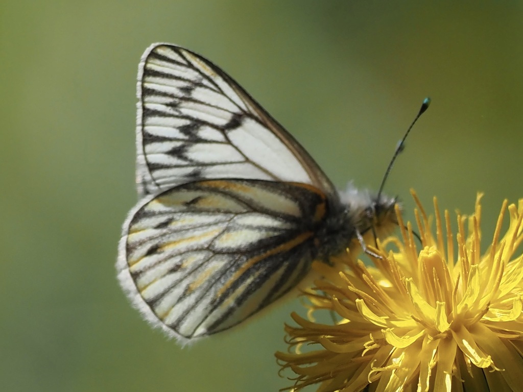 Tatochila theodice from Ushuaia Department, Tierra del Fuego Province ...
