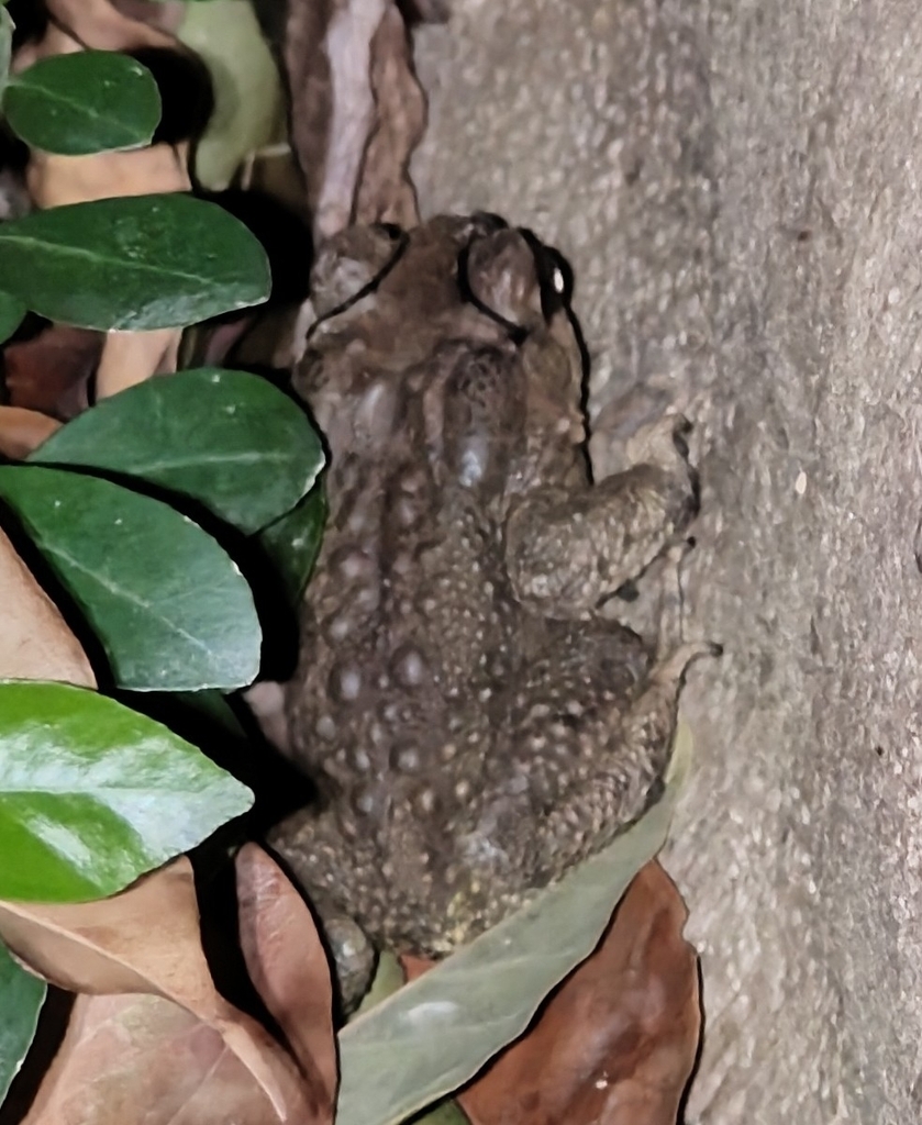 Asian Common Toad from Xiamen, CN-FJ, CN on March 21, 2023 at 07:35 PM ...