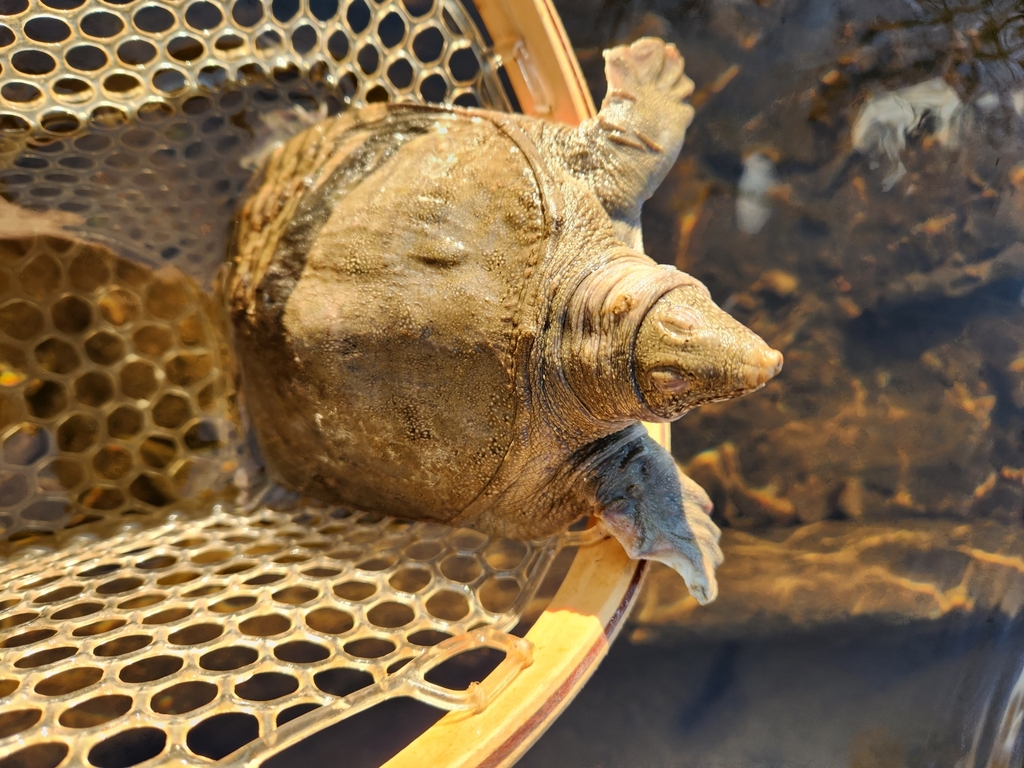 Chinese softshell turtles from Whitney Ave & Opp Todd St, Hamden, CT ...