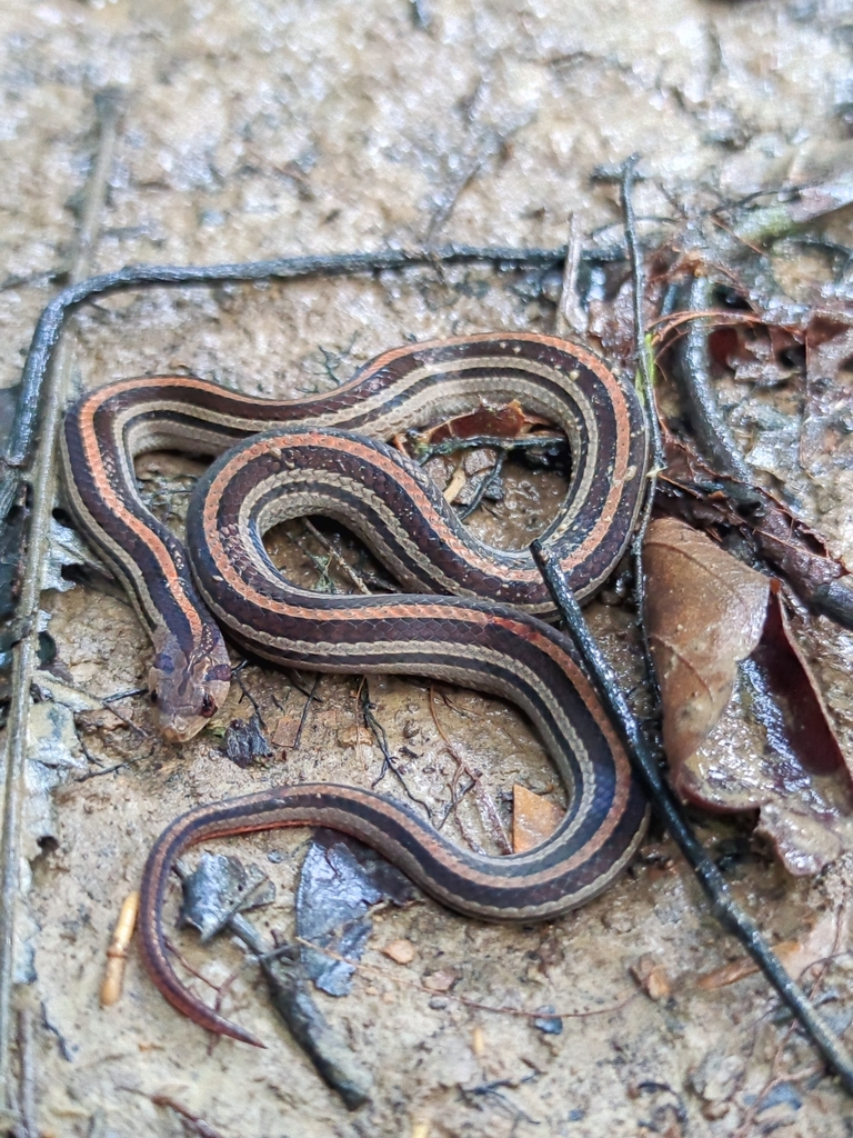 (Eight-) Striped Kukri Snake from 90000, Sabah, Malaysia on March 21 ...