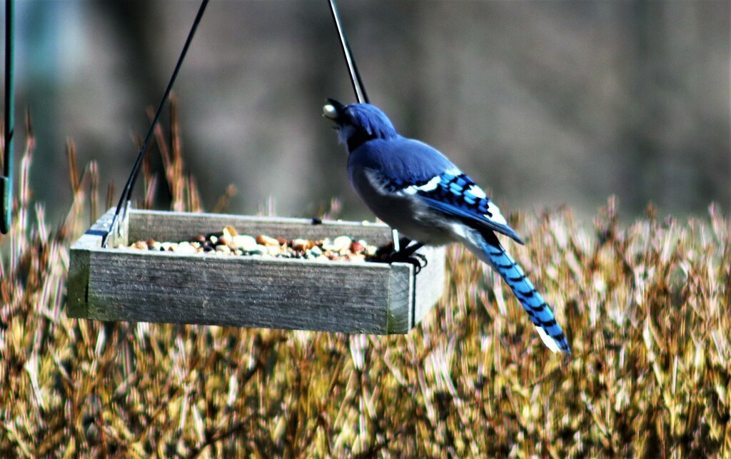 Blue Jay from Oil City, PA 16301, USA on March 21, 2023 at 09:38 AM by ...