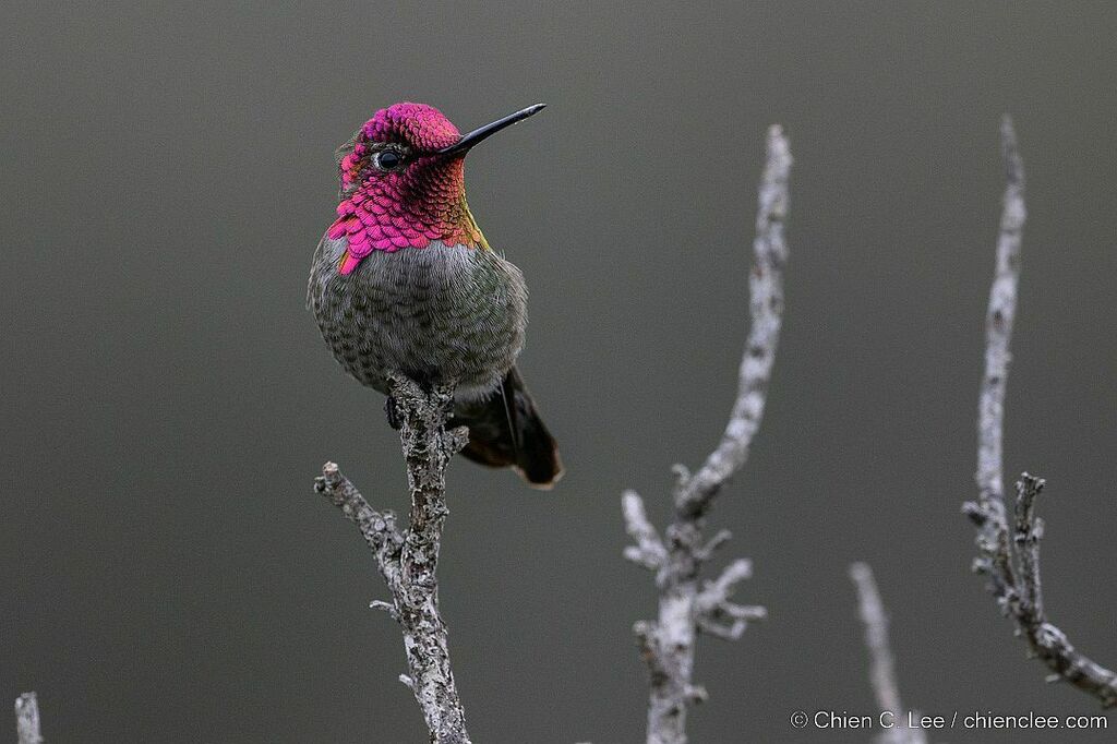 Anna's Hummingbird from Point Reyes National Seashore, Marin ...