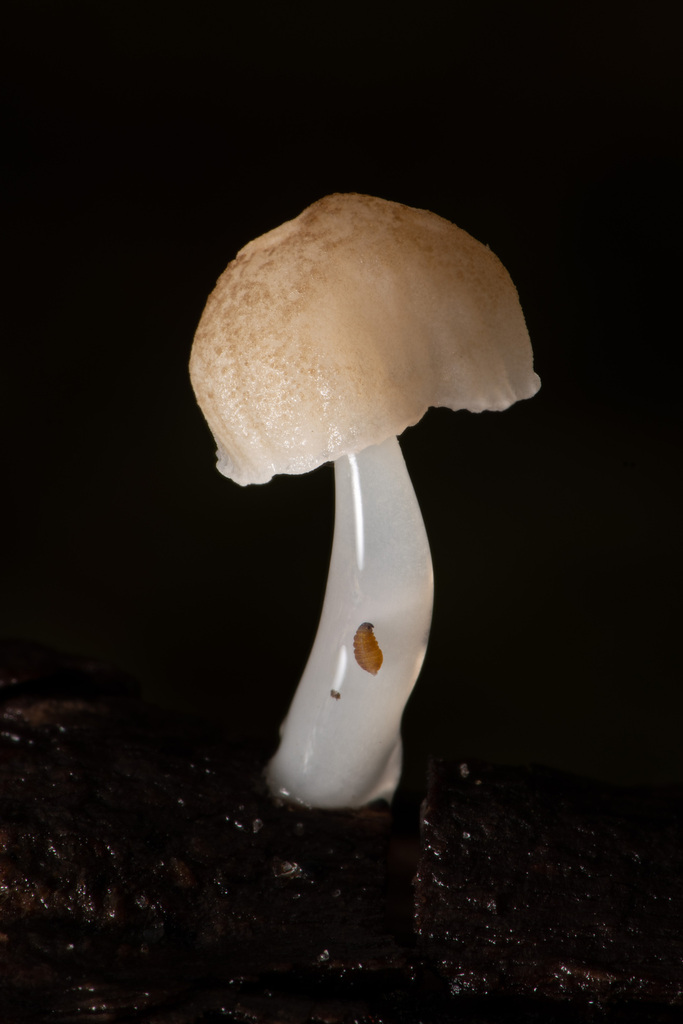 Austral Dripping Bonnet from 新西兰 West Coast, 马松森湖邮政编码: 7886 on March 21 ...