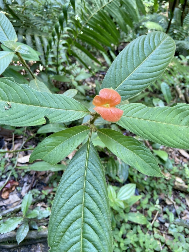 sore-mouth bush from Trinidad, Trinidad and Tobago, TT on March 21 ...