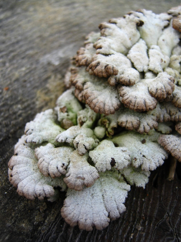 splitgill mushroom in August 2012 by Mikey Chanthaphoree · iNaturalist