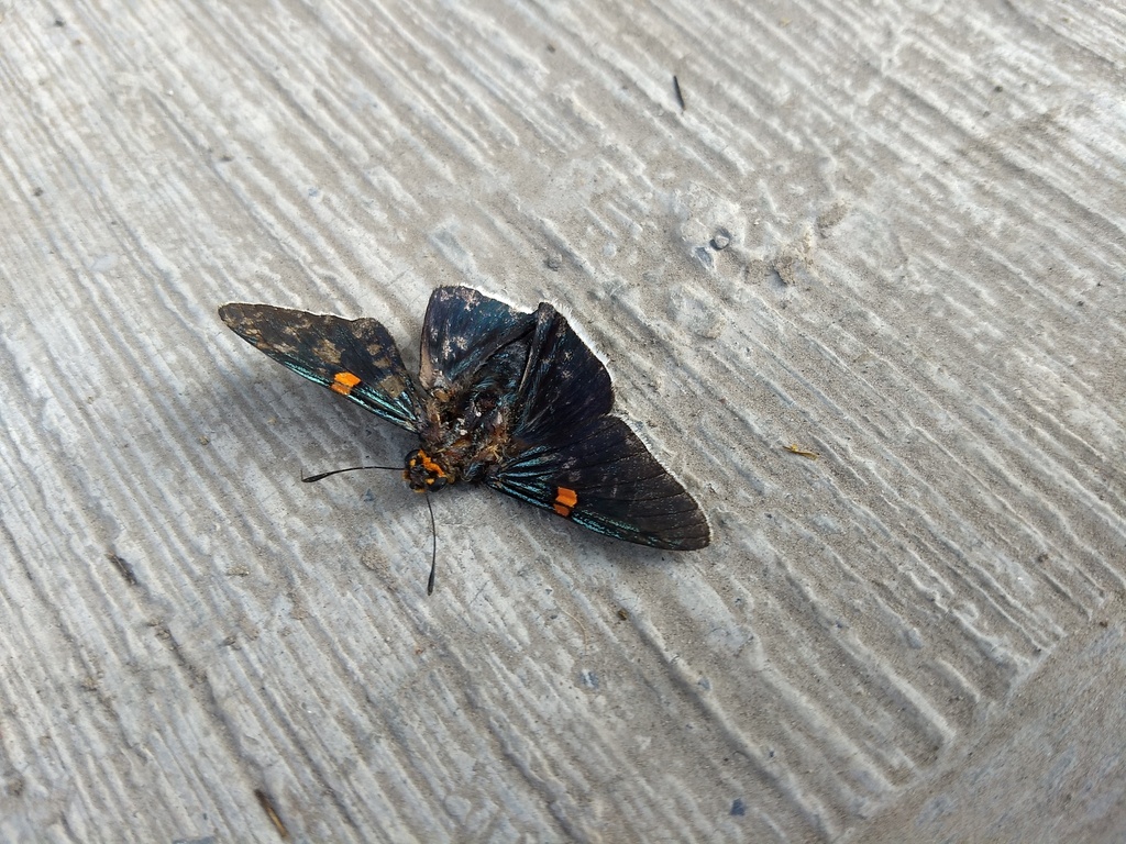 Guava Skipper from Sin Nombre de Col 1, Monterrey, N.L., México on ...