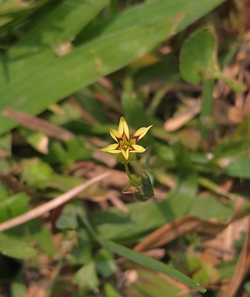 Blue Pigroot from 106台灣台北市大安區學府里 on March 22, 2023 at 11:37 AM by 劉俊佑 ...