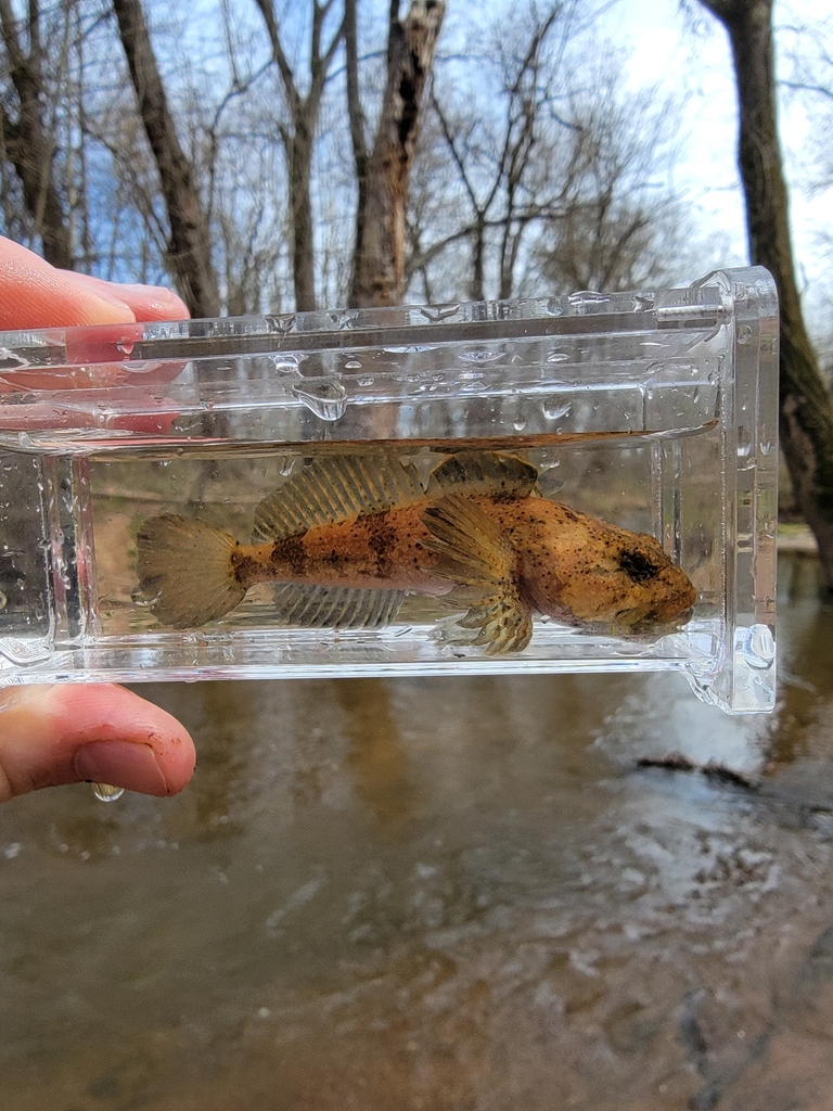 Blue Ridge Sculpin from Adamstown, MD 21710, USA on March 21, 2023 at ...